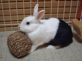 うさぎのメモ帳 | usagi-mimi